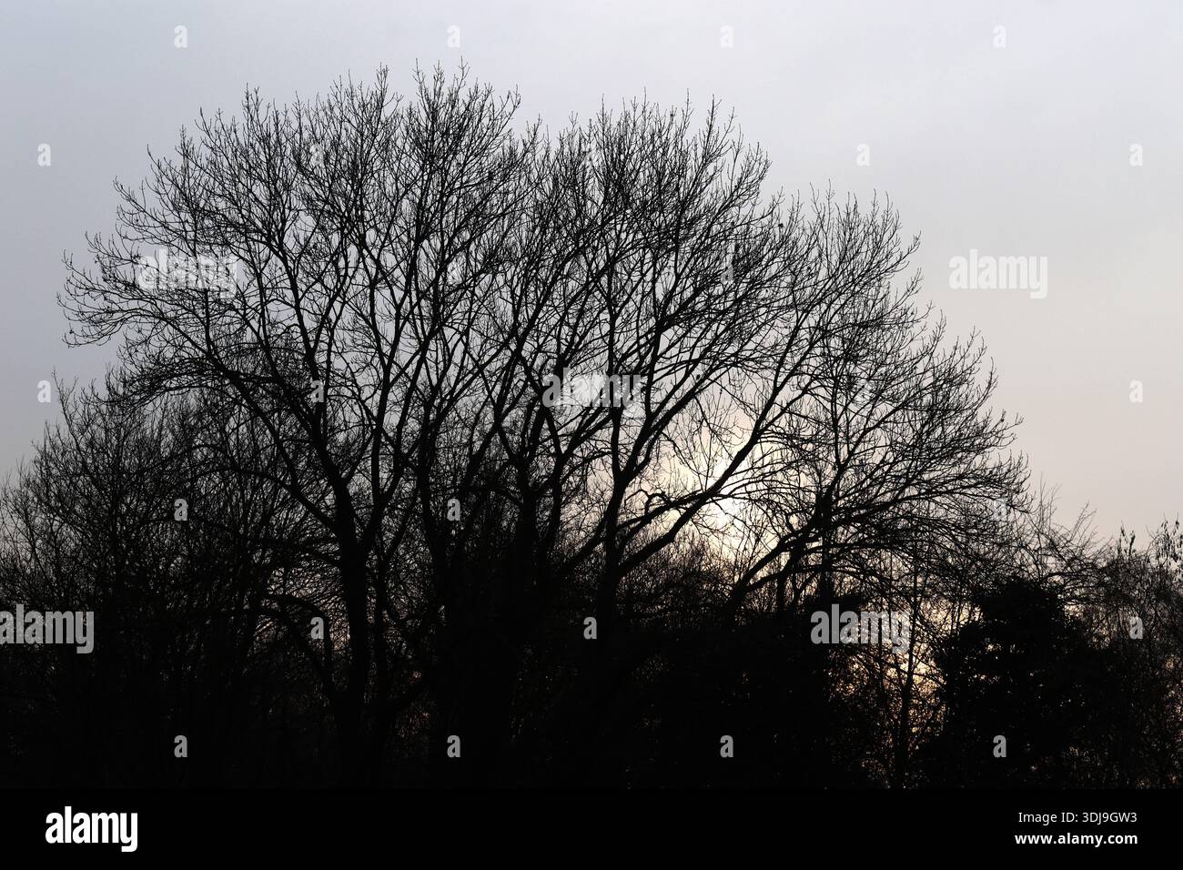 Alte große Bäume im Winter Eine über 50 Jahre alte gewöhnliche Esche ...