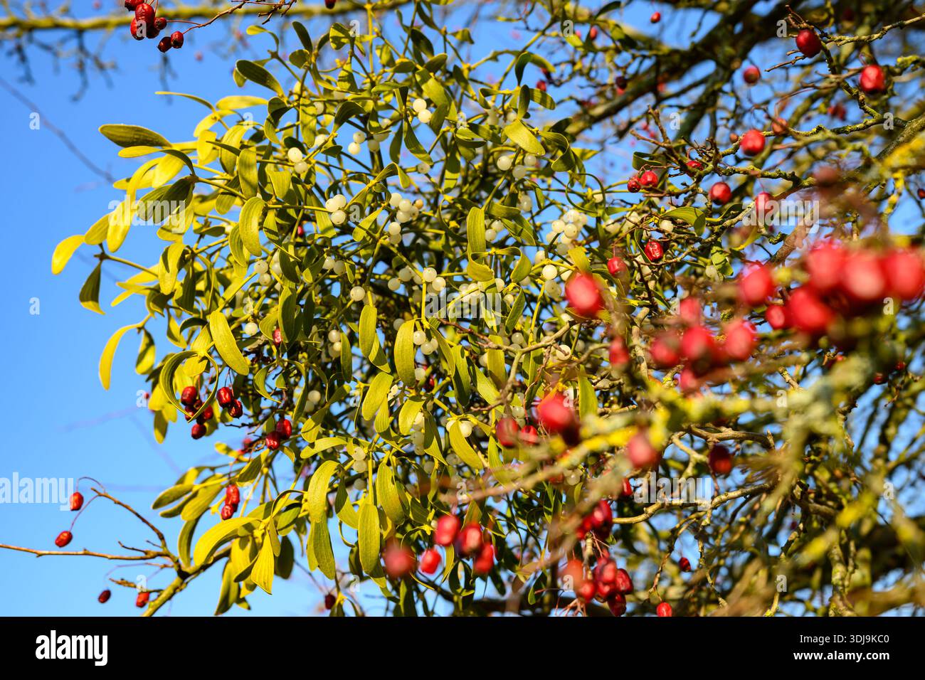 22 January 2026, Brandenburg, Sieversdorf: A mistletoe (Viscum) grows ...