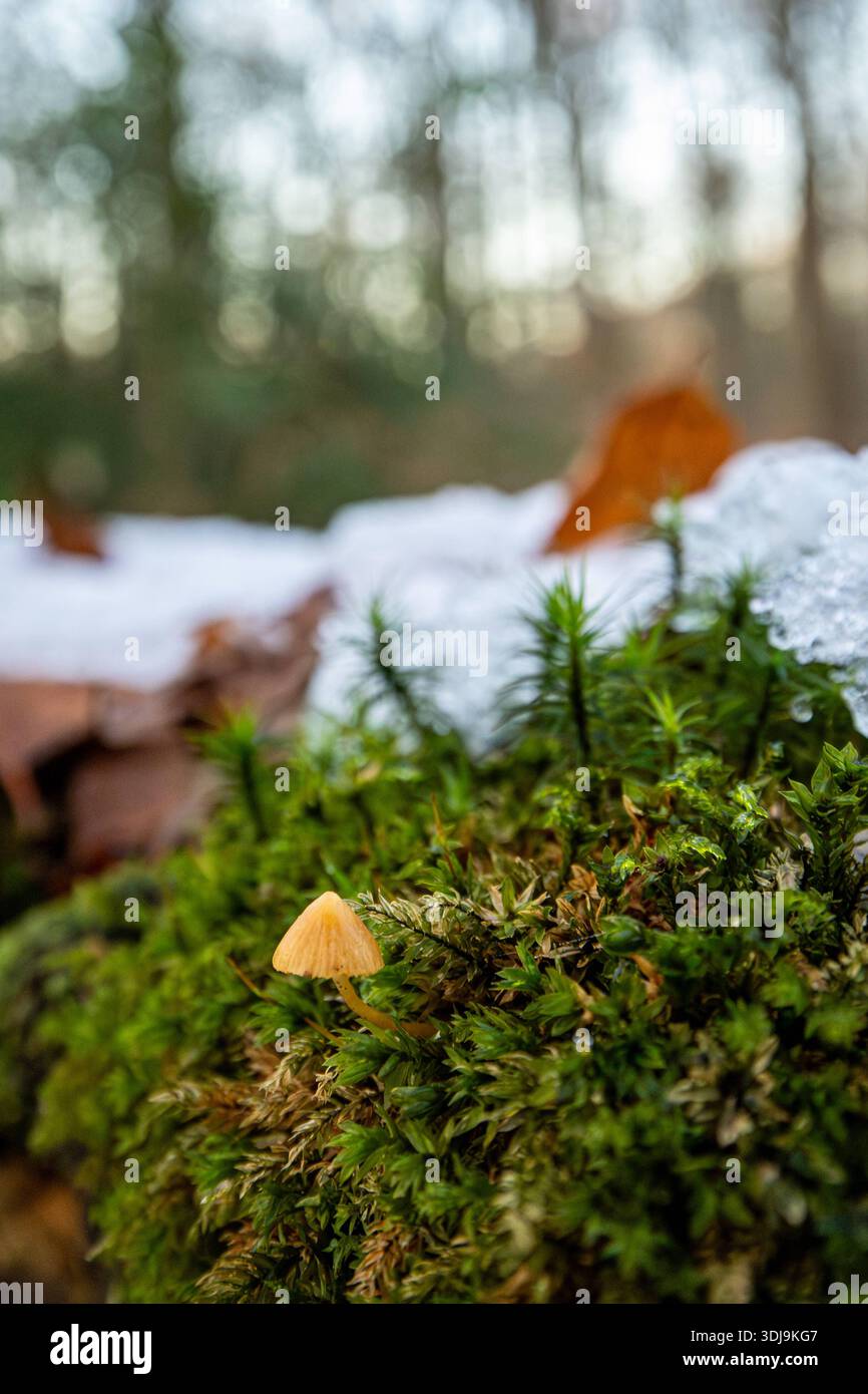 Schnee und Eis in Ense am 21.11.2025 Pilze unter Schnee im Sauerland ...