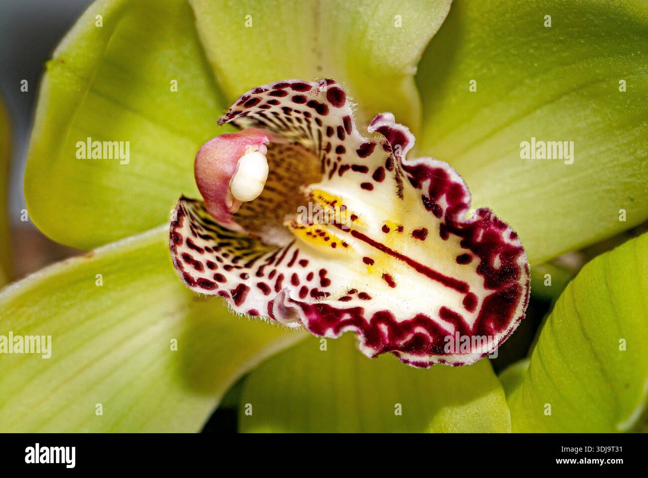 Orchid detail. Franz Mayer Museum, Mexico City, Mexico Stock Photo - Alamy