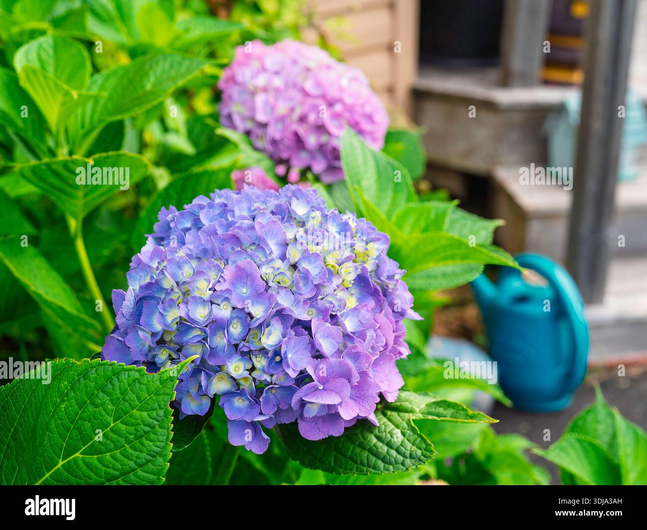 Summer blooming of hydrangea hi-res stock photography and images - Alamy
