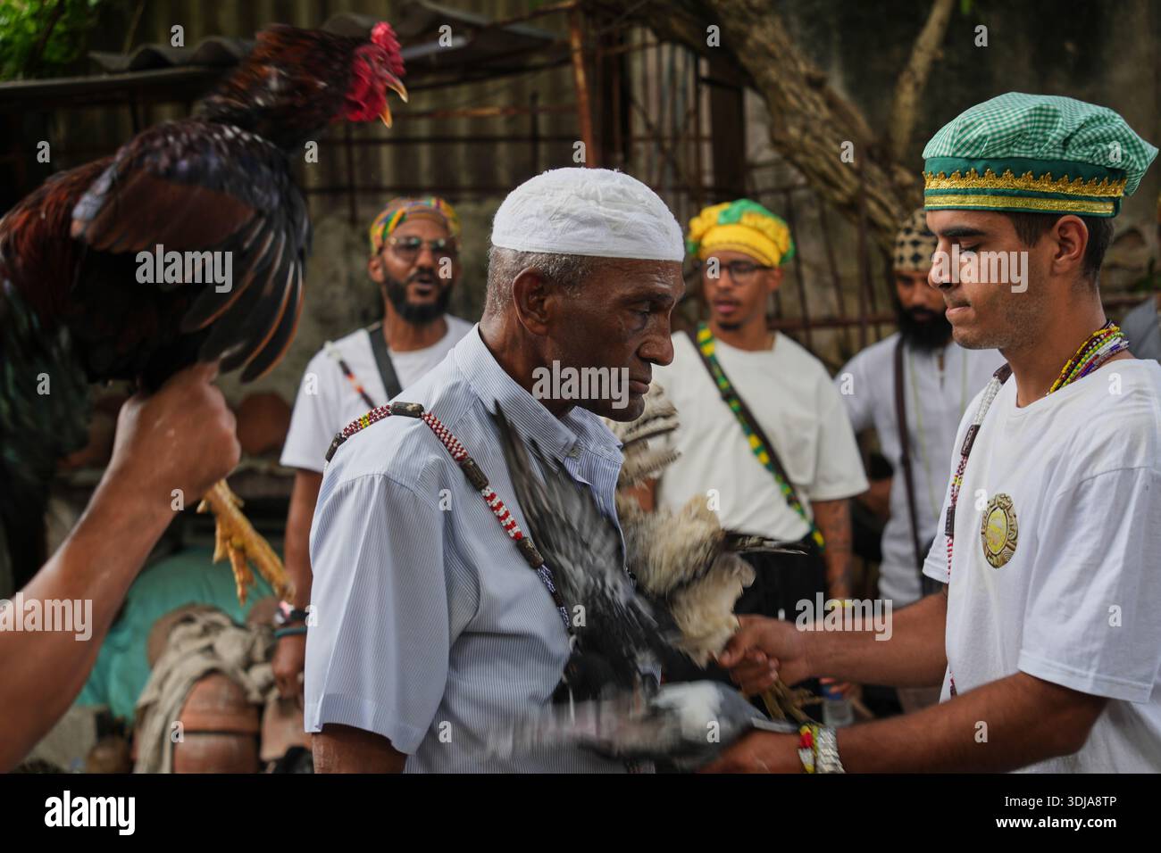 Santeria priests, also known as Babalawos, perform a cleansing ritual ...
