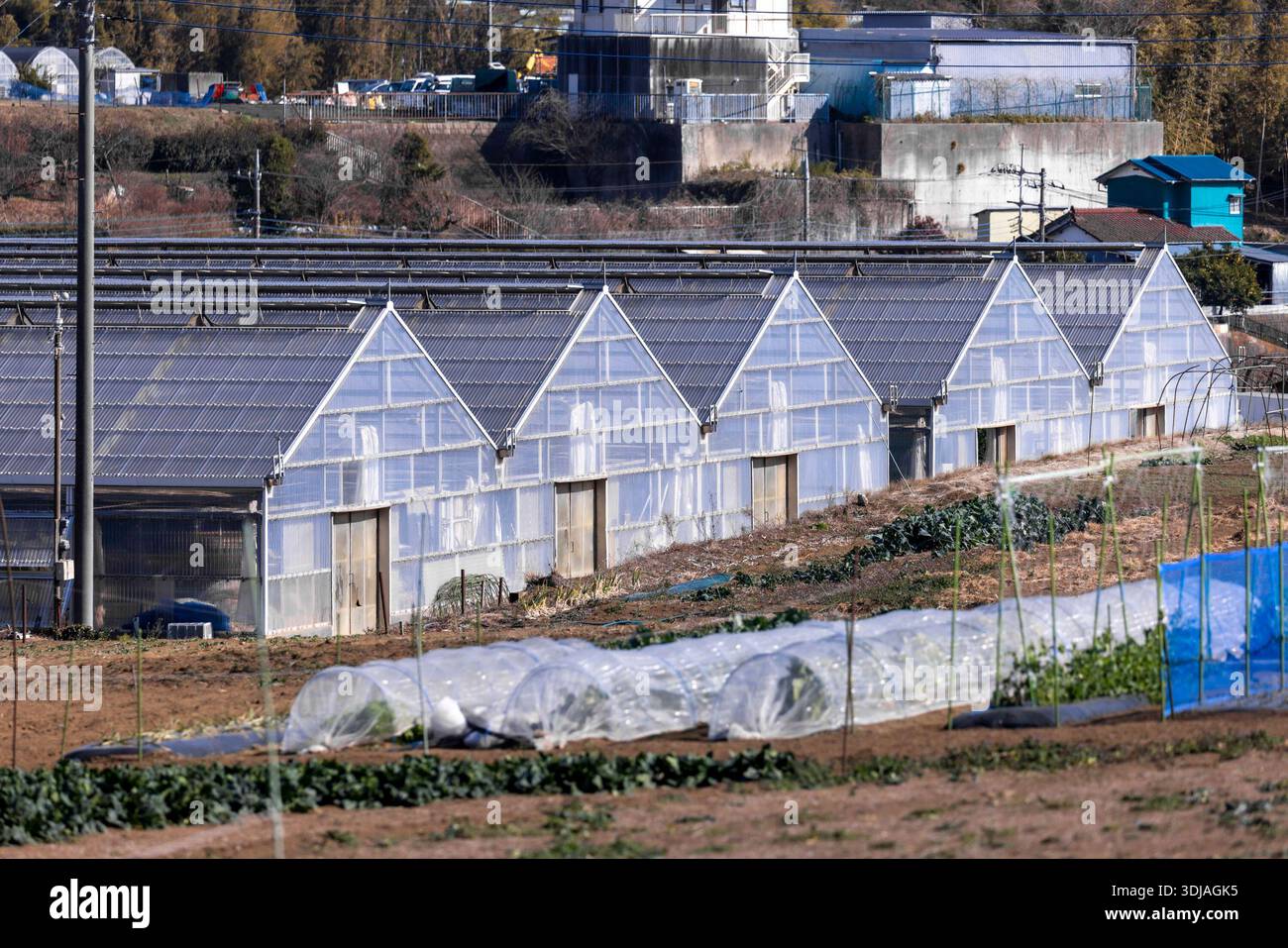 Greenhouses inside an agricultural area in Yokohama, Kanagawa ...