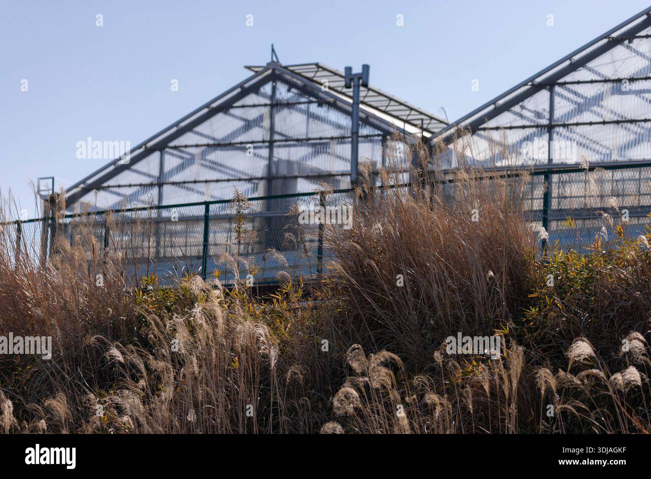 Greenhouses inside an agricultural area in Yokohama, Kanagawa ...