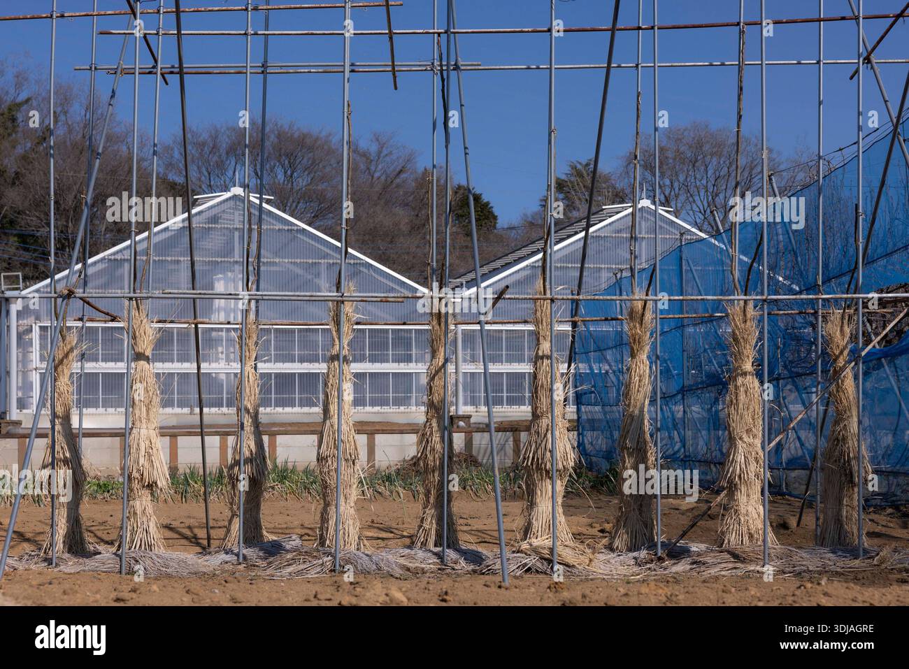 Greenhouses inside an agricultural area in Yokohama, Kanagawa ...