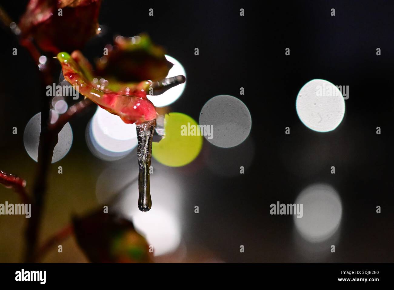 26 January 2026, Berlin: An icicle hangs from a leaf during freezing ...