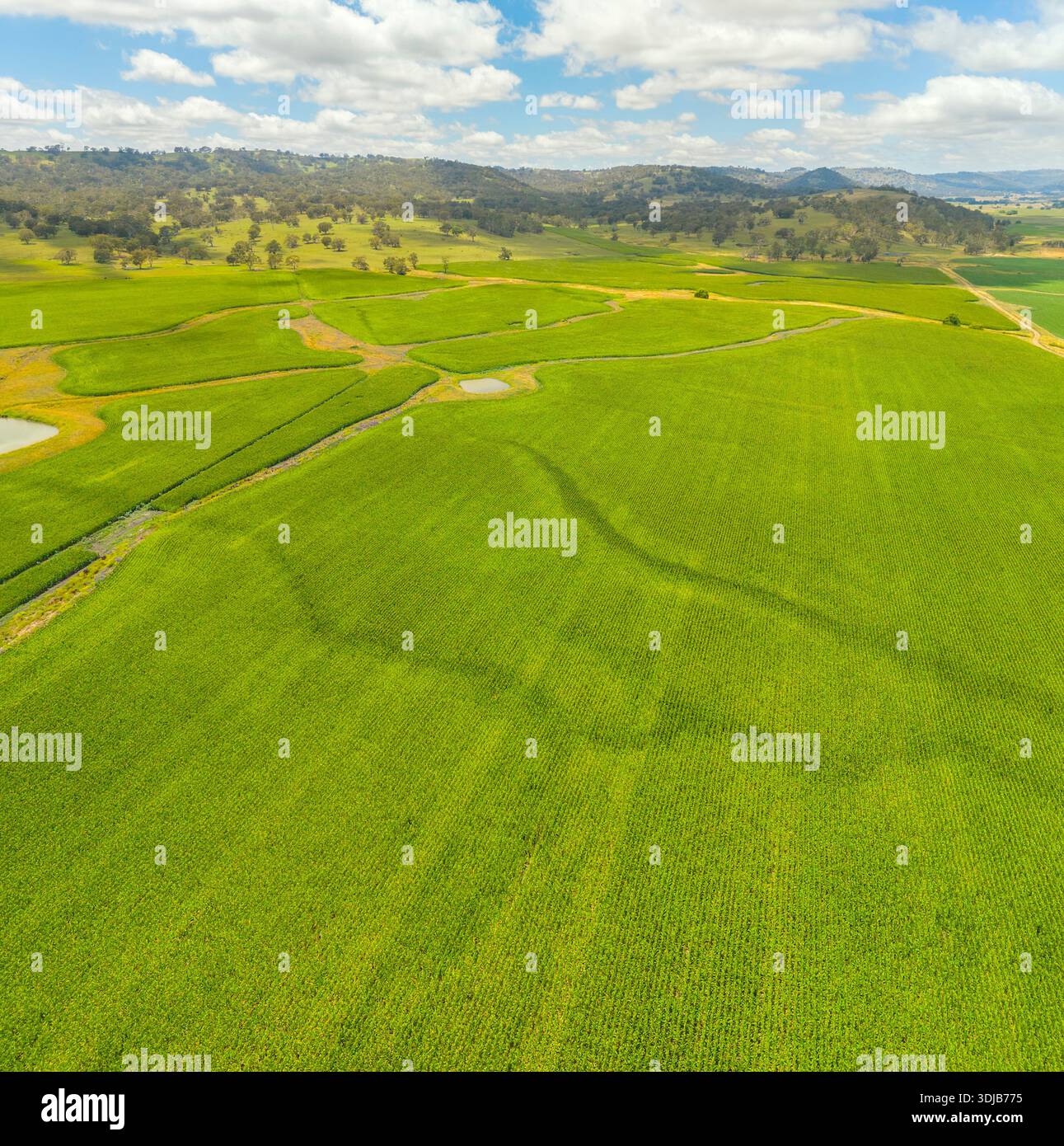Aerial view of Corn Farm near Glen Innes, New South Wales, Australia ...