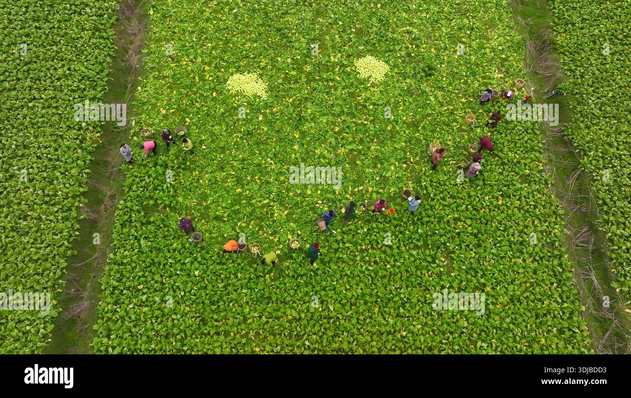 CHONGQING, CHINA - JANUARY 25, 2026 - Villagers are harvesting green ...