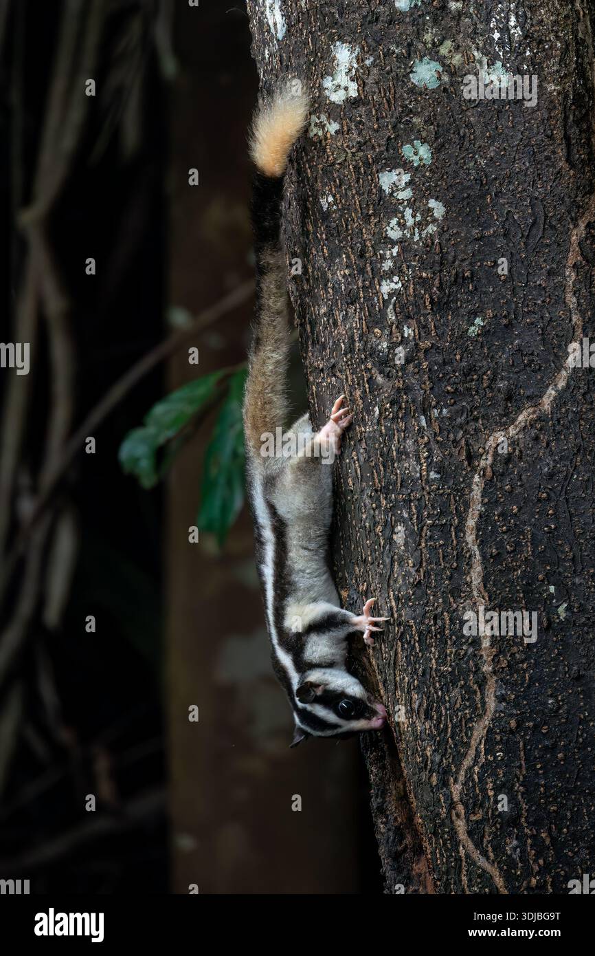 Striped Possum - Dactylopsila trivirgata, black and white member of the ...