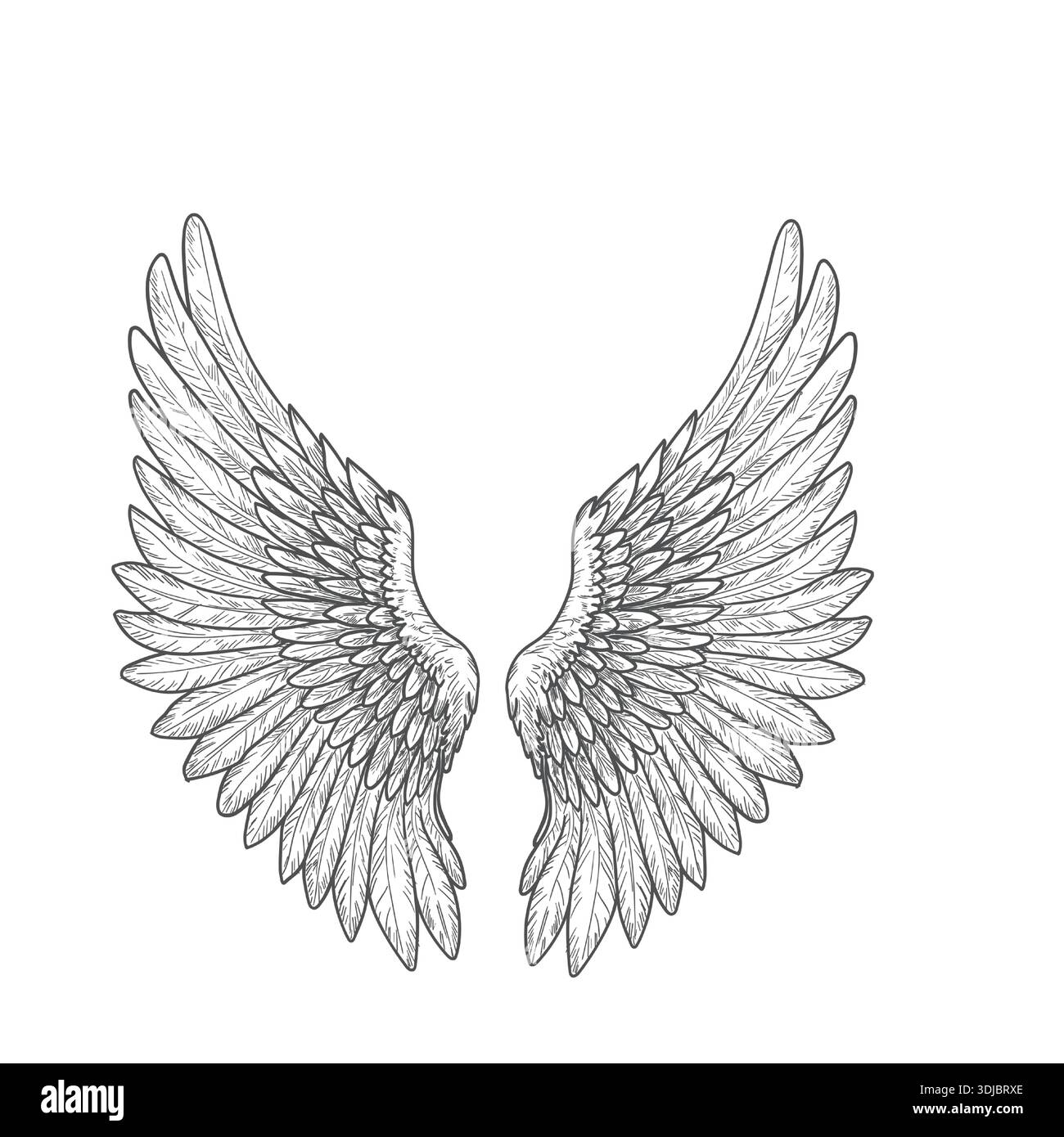 Hand drawn wing sketch angel wings with feathers hi-res stock ...