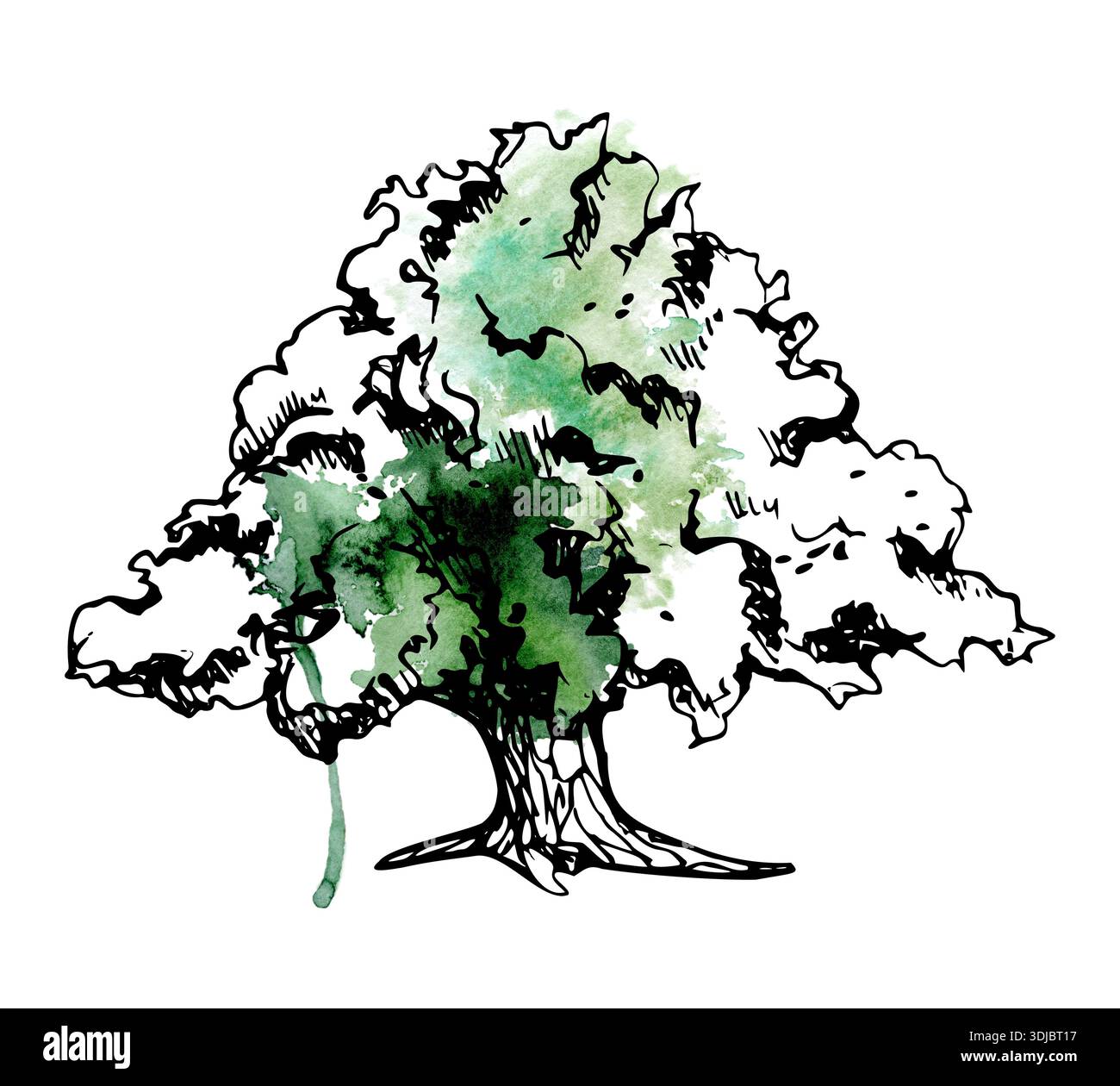 Grand oak, banyan tree with broad umbrella crown, domed canopy and ...