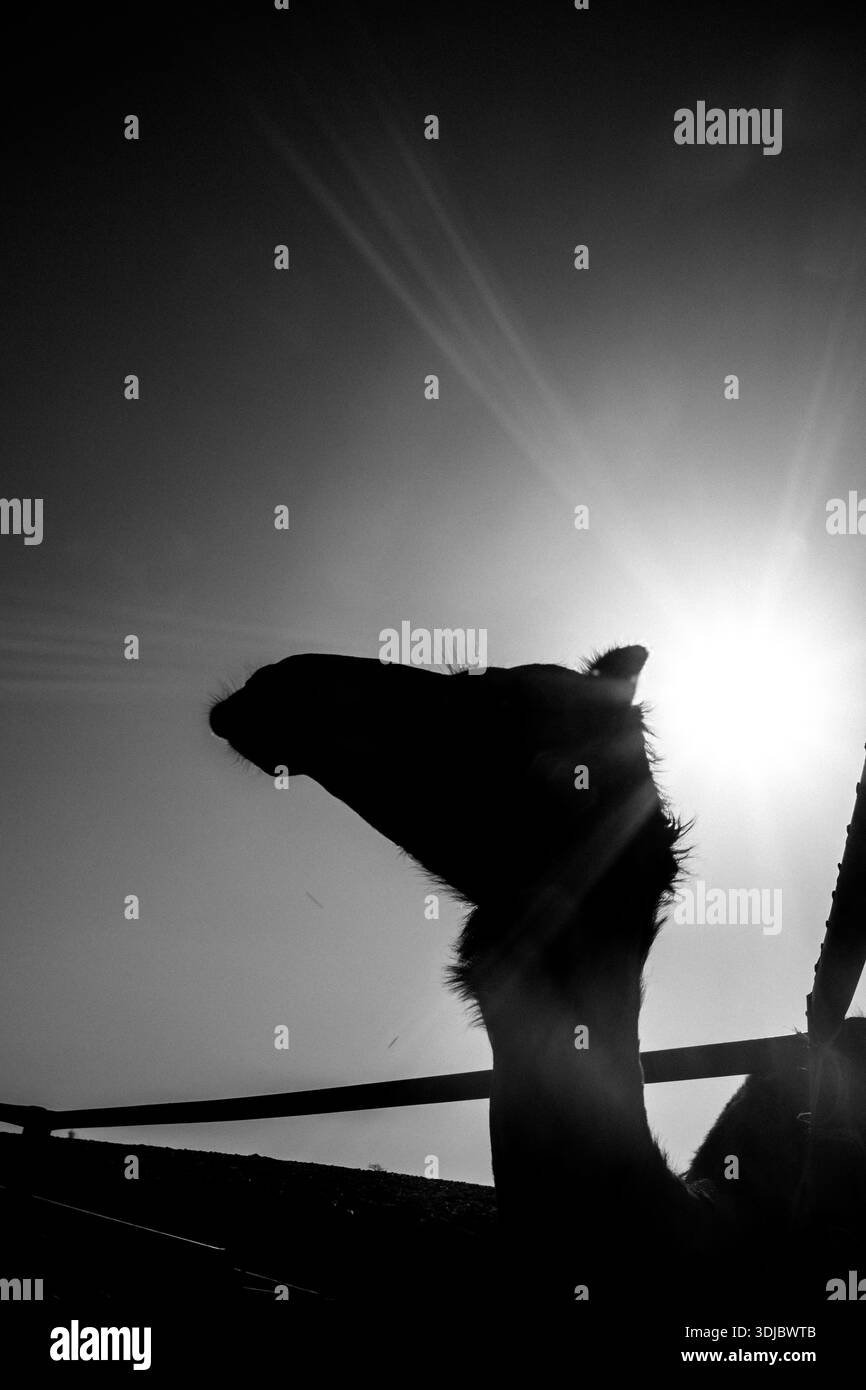 Arabian man head in Black and White Stock Photos & Images - Alamy