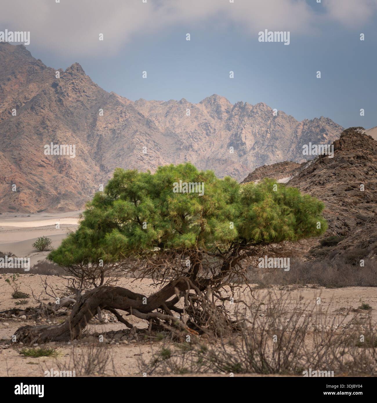 A striking scene in Oman's desert, featuring an ancient, gnarled tree ...