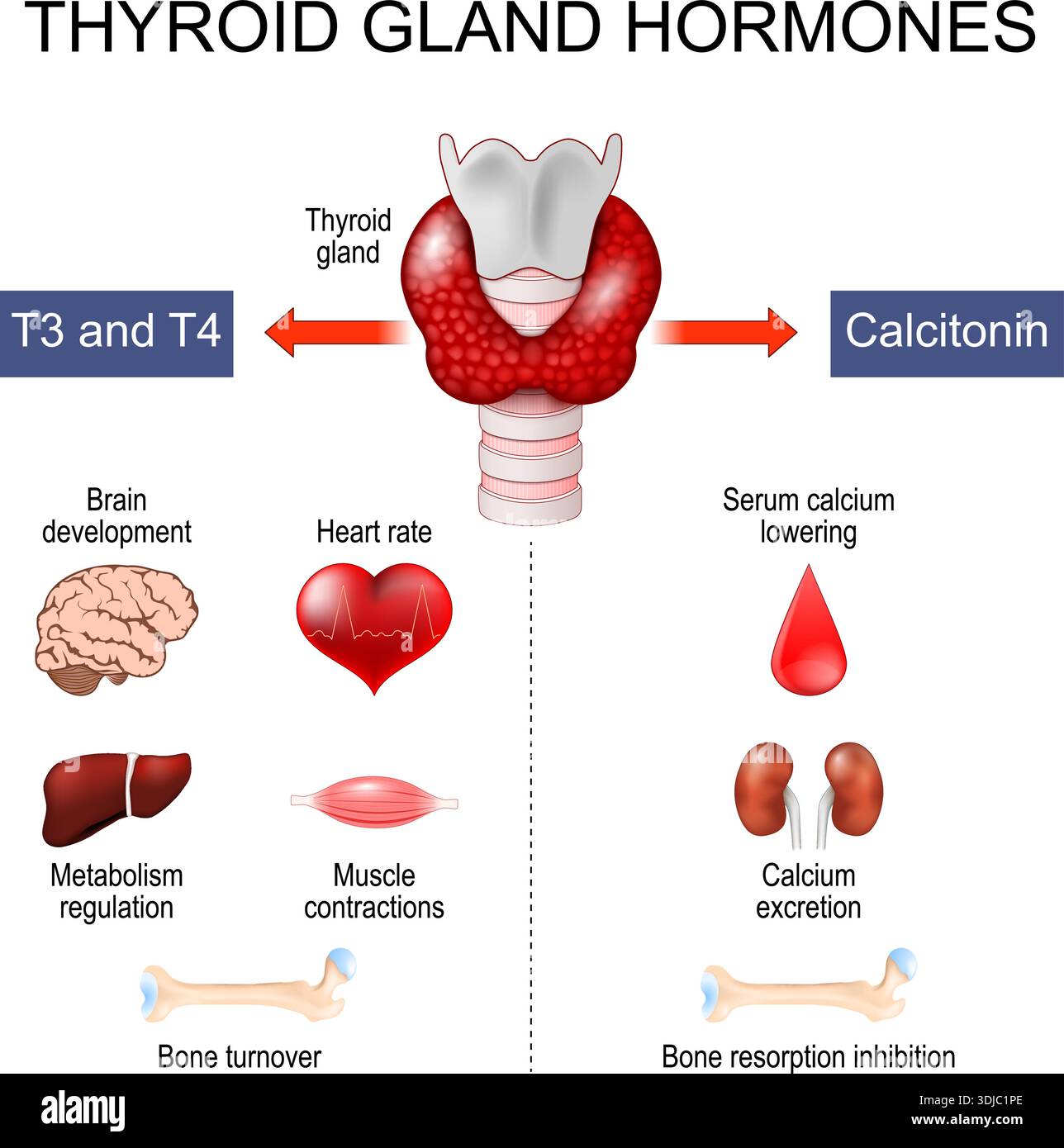 Thyroid hormones and calcitonin Stock Vector Images - Alamy