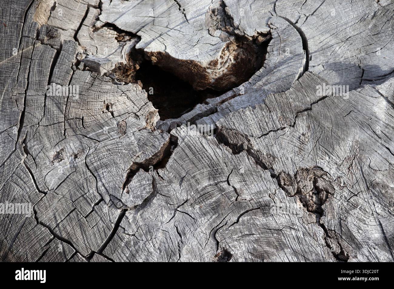 Nature color wood texture background. Old wooden texture. Wooden ...