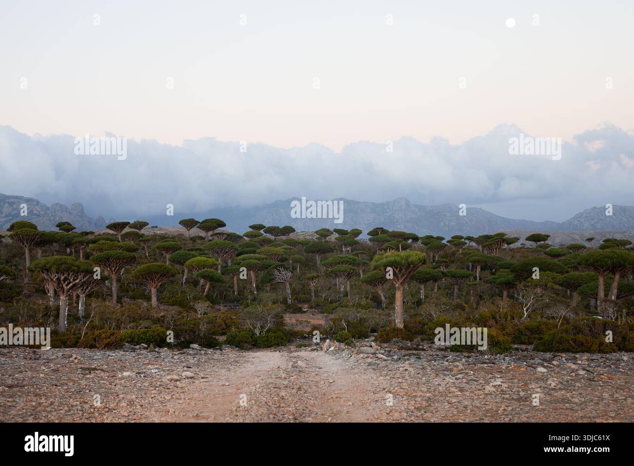 Dragon Blood Trees in the Fermhin Forest of Socotra Stock Photo - Alamy