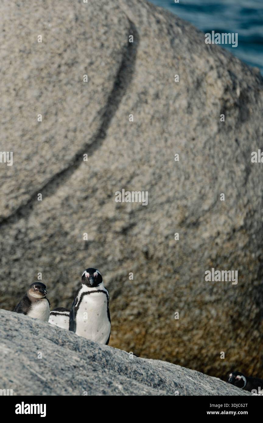African penguin chick family care hi-res stock photography and images ...