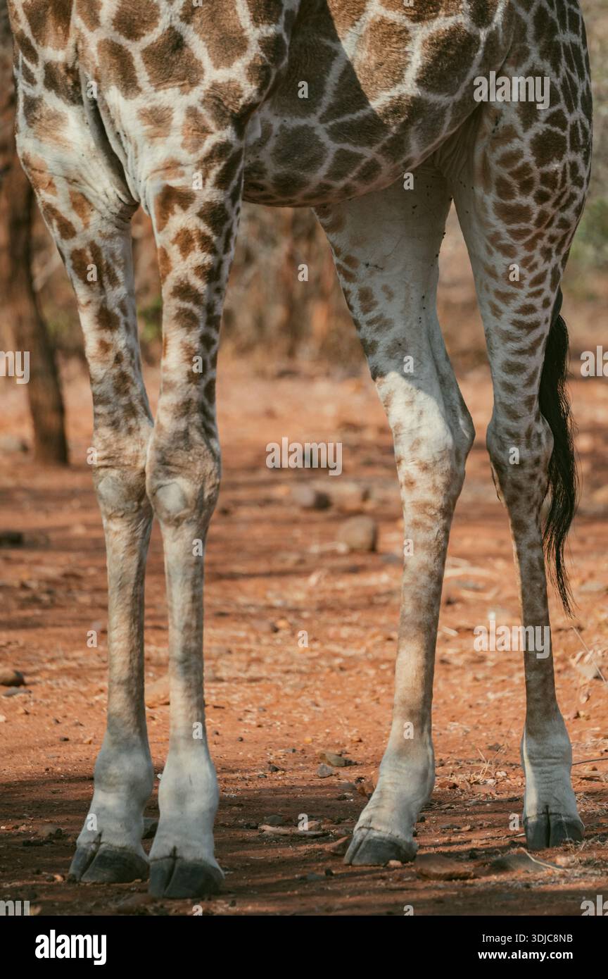 Giraffe anatomy hi-res stock photography and images - Alamy