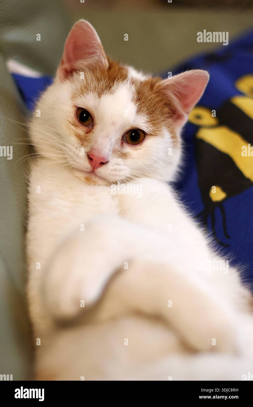Katze 23.01.2026, rot weisse Katze liegt entspannt auf einem Sofa und ...