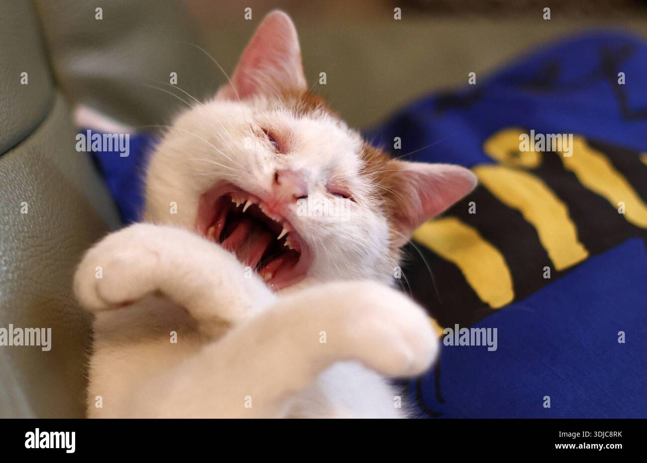 Katze 23.01.2026, rot weisse Katze liegt entspannt auf einem Sofa ...