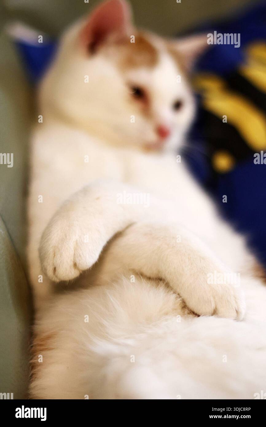 Katze 23.01.2026, rot weisse Katze liegt entspannt auf einem Sofa und ...