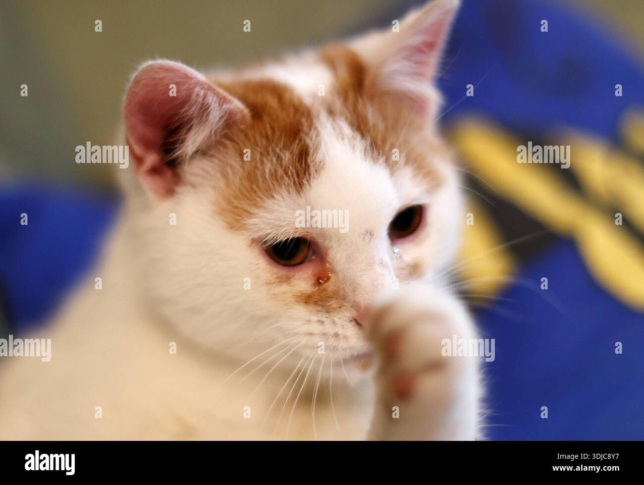 Katze 23.01.2026, eine rot weisse Katze auf dem Sofa *** Cat 23 01 2026 ...