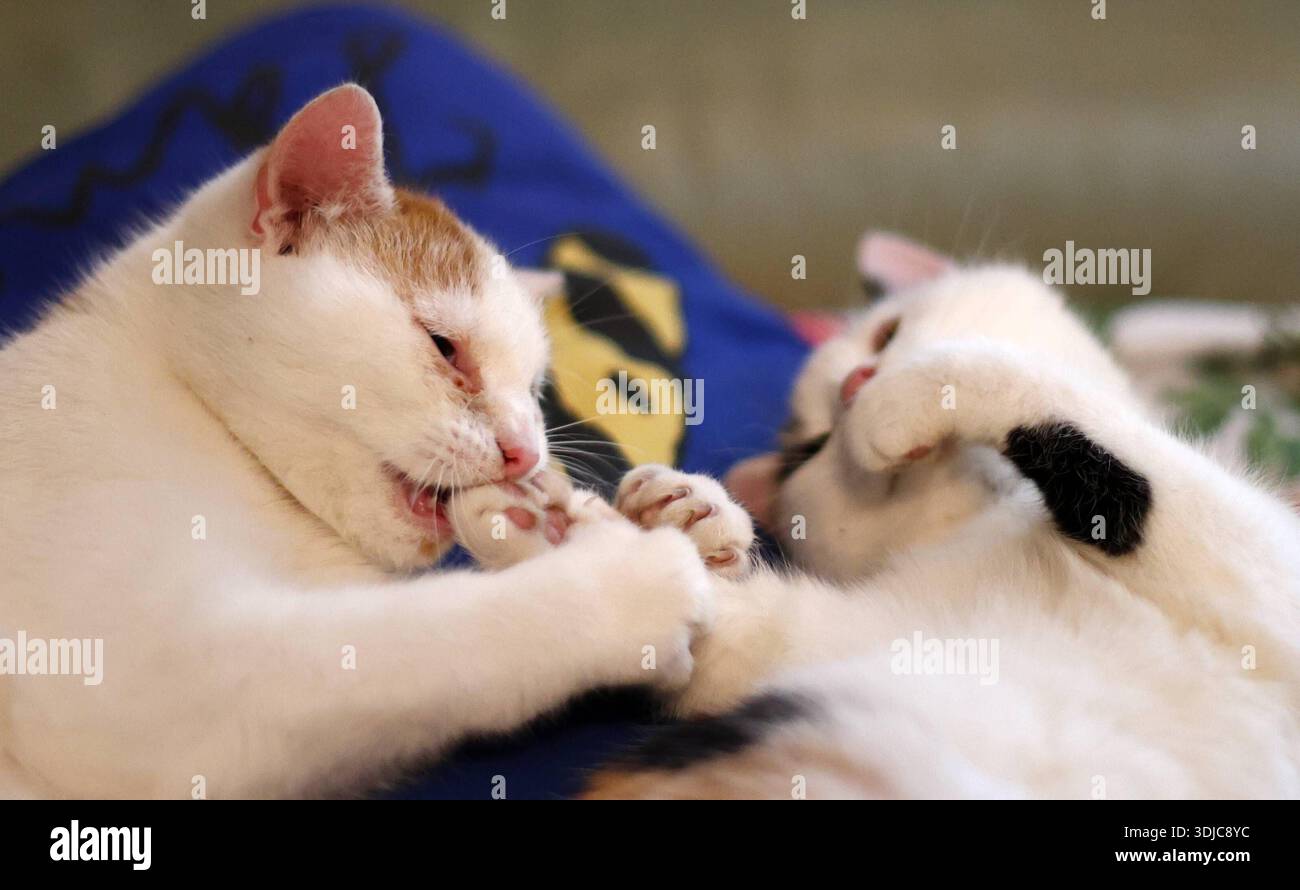 Katze 23.01.2026, zwei Katzen rot weiss und dreifarbig spielen ...