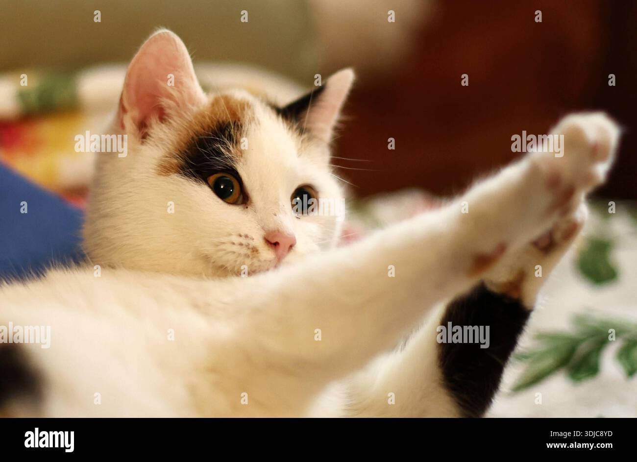 Katze 23.01.2026, eine dreifarbige Katze streckt sich *** Cat 23 01 ...