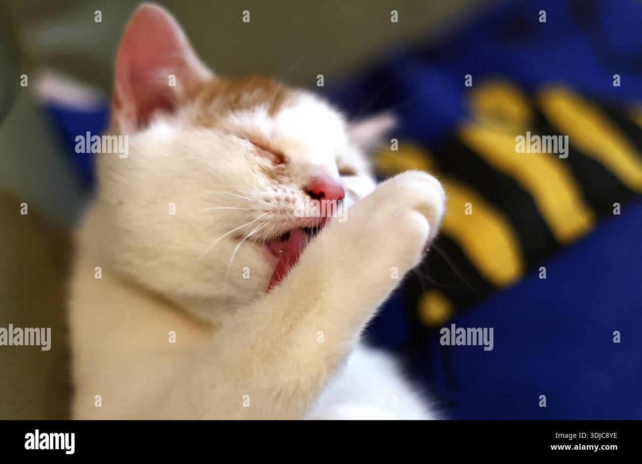 Katze 23.01.2026, rot weisse Katze putzt sich *** Cat 23 01 2026, red ...