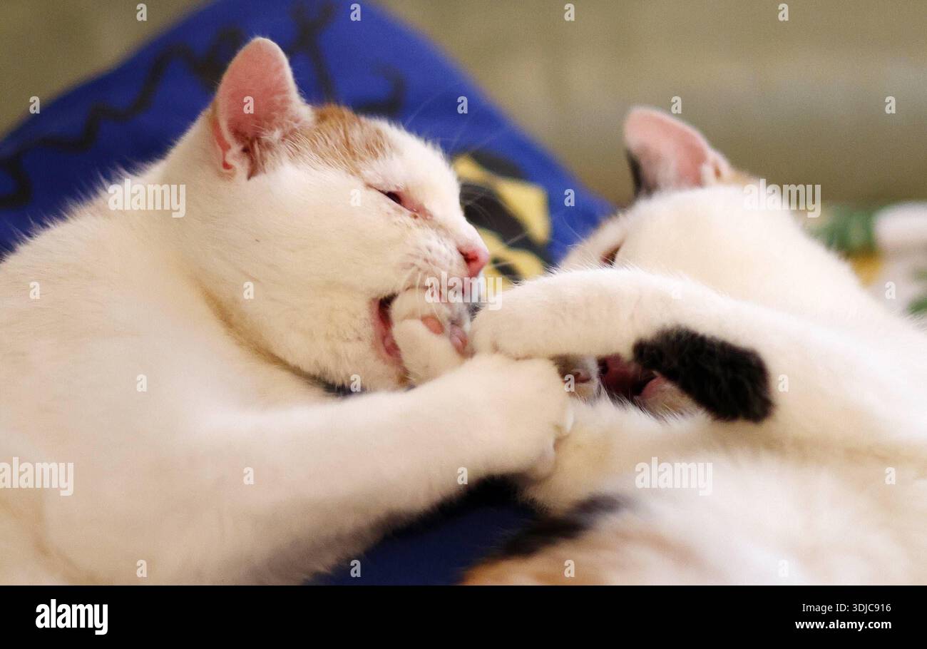 Katze 23.01.2026, zwei Katzen rot weiss und dreifarbig spielen ...