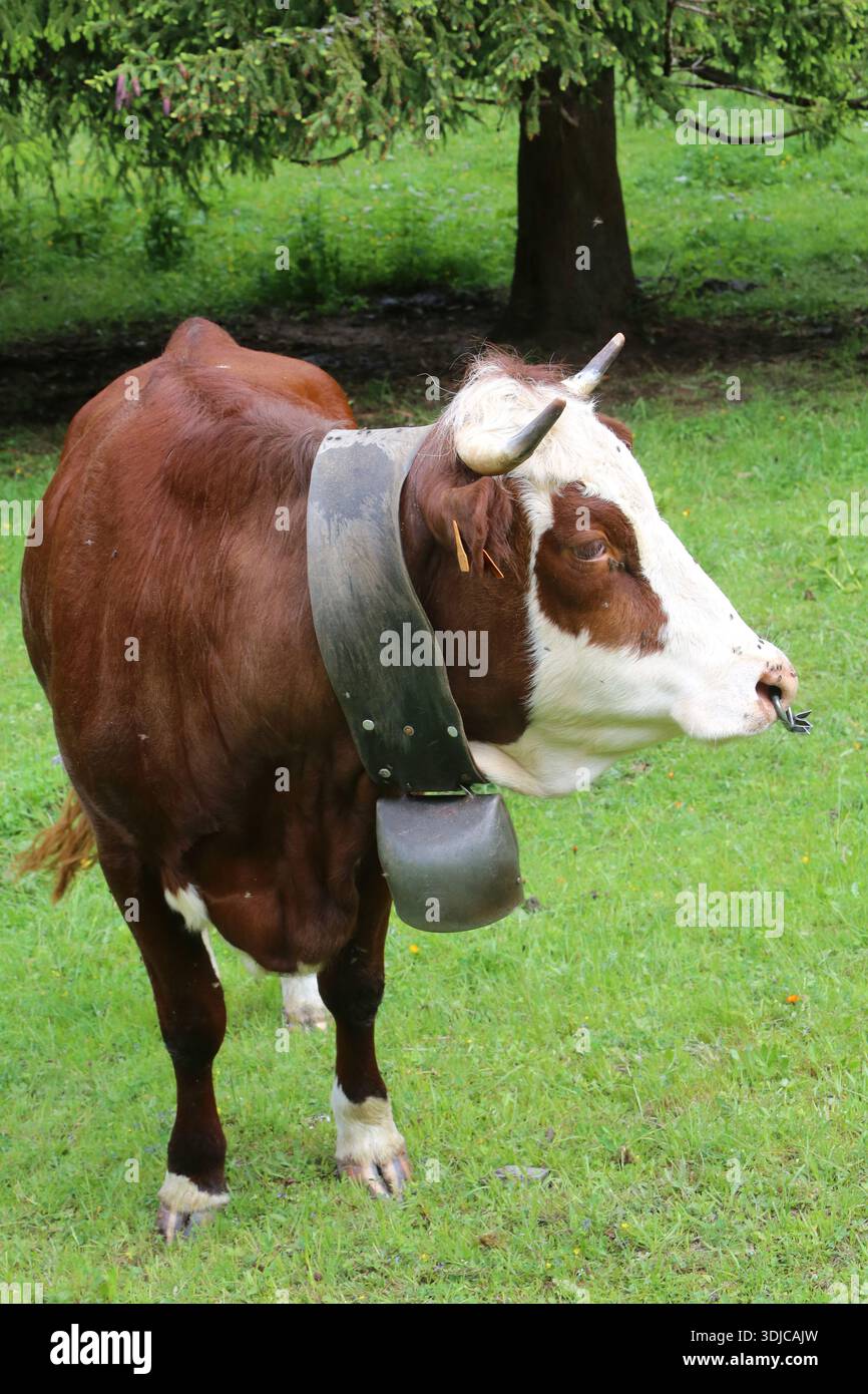 Vache. Le Champel. Haute-Savoie. Auvergne-Rh™ne-Alpes. France. Europe ...