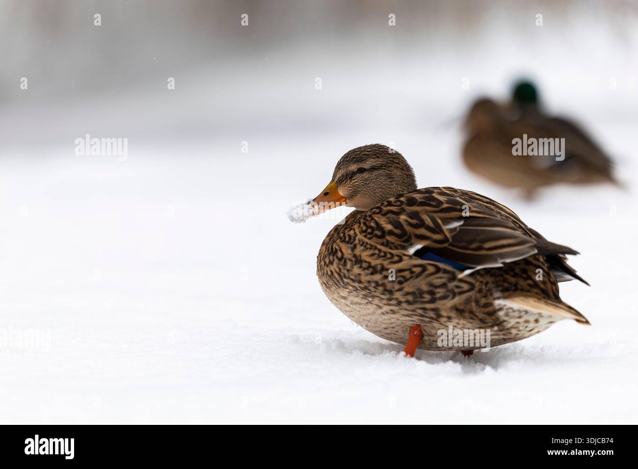 26 January 2026, Lower Saxony, Celle: A duck stands in wintry weather ...