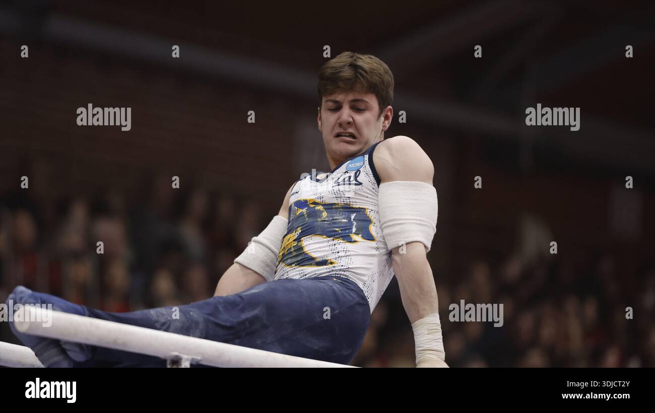 California gymnast Matteo Bardana competes on the parallel bars during ...