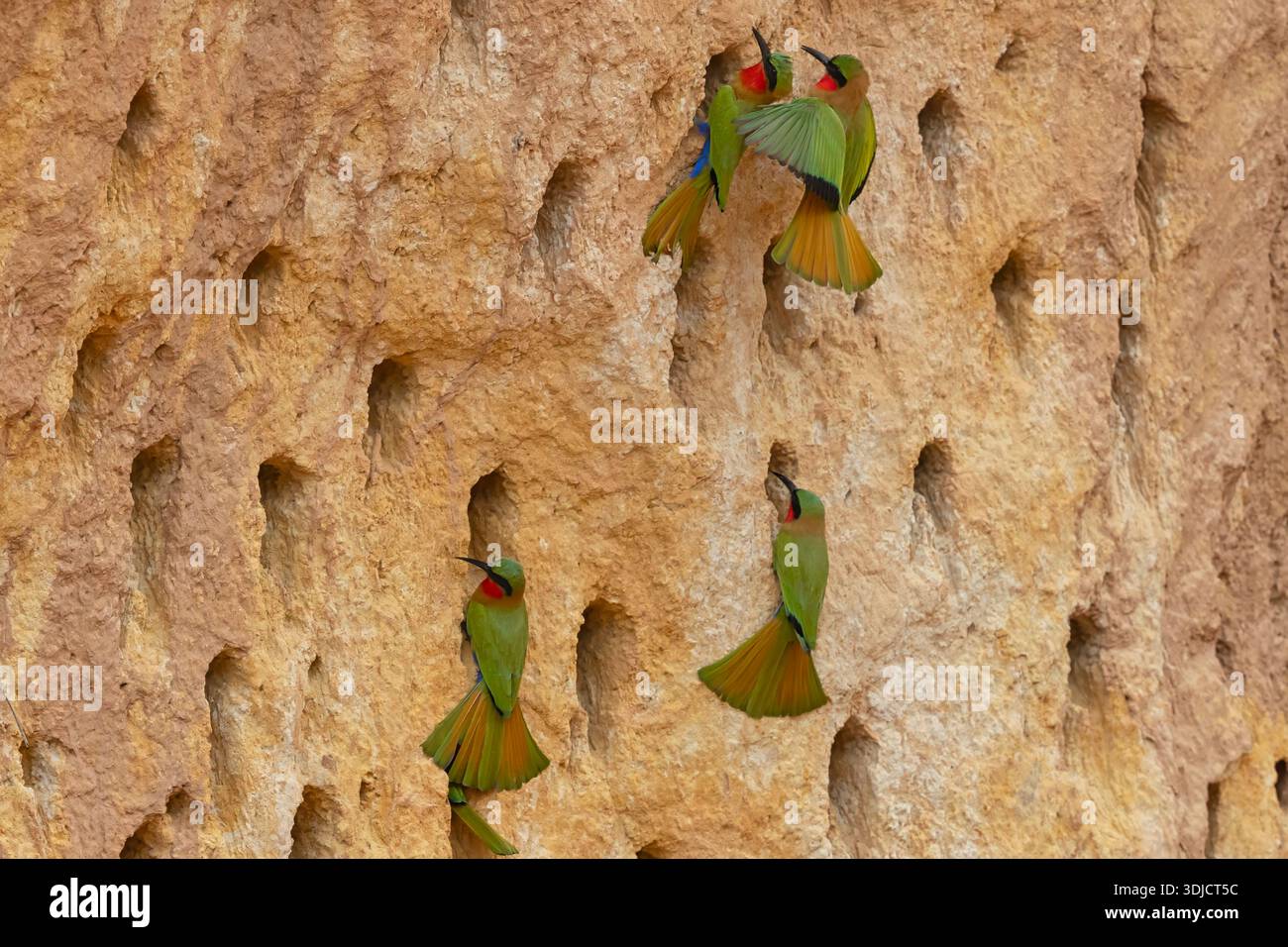 Red-throated Bee-eater, Bansang quarry, Gambia, November 2025 Stock ...