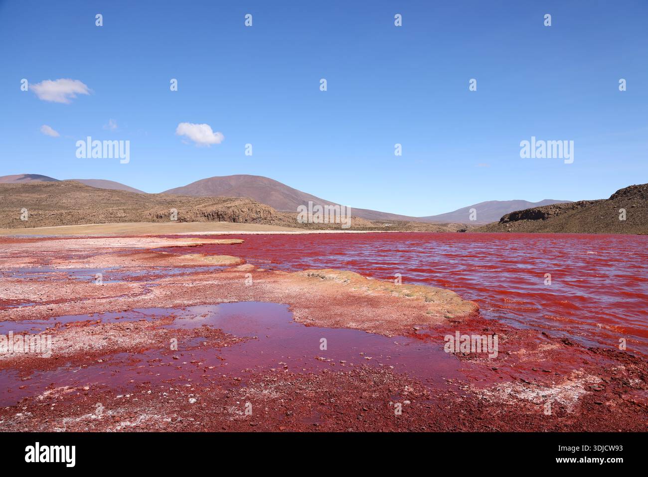 The Red Lagoon in northern Chile Stock Photo - Alamy