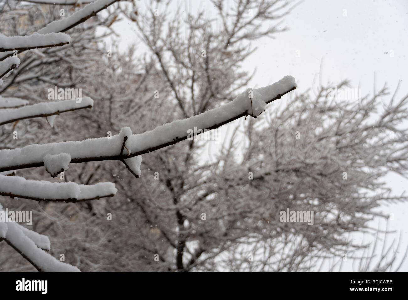 Snow-covered tree branches during winter snowfall. Natural cold season ...