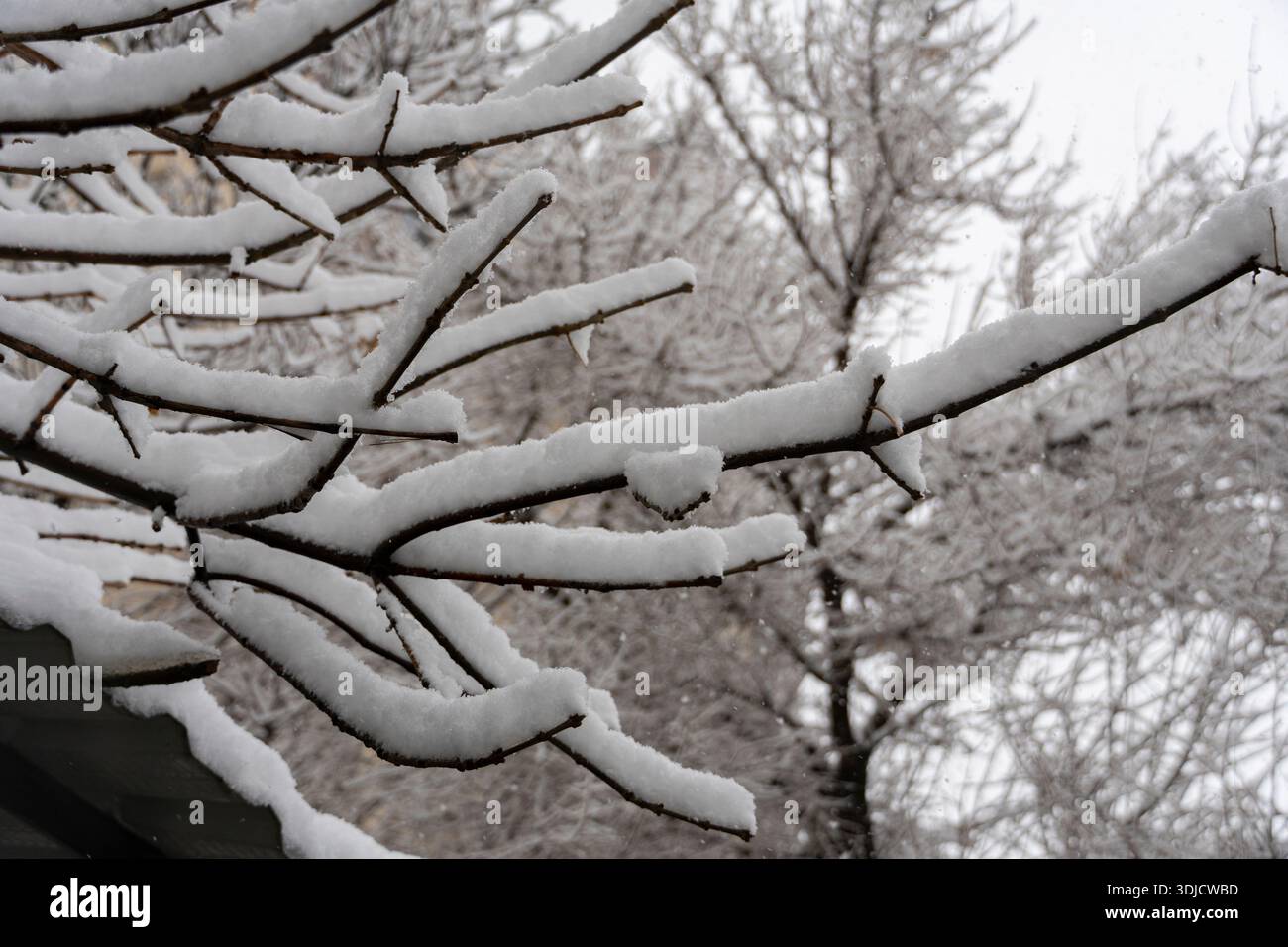 Snow-covered tree branches during winter snowfall. Natural cold season ...