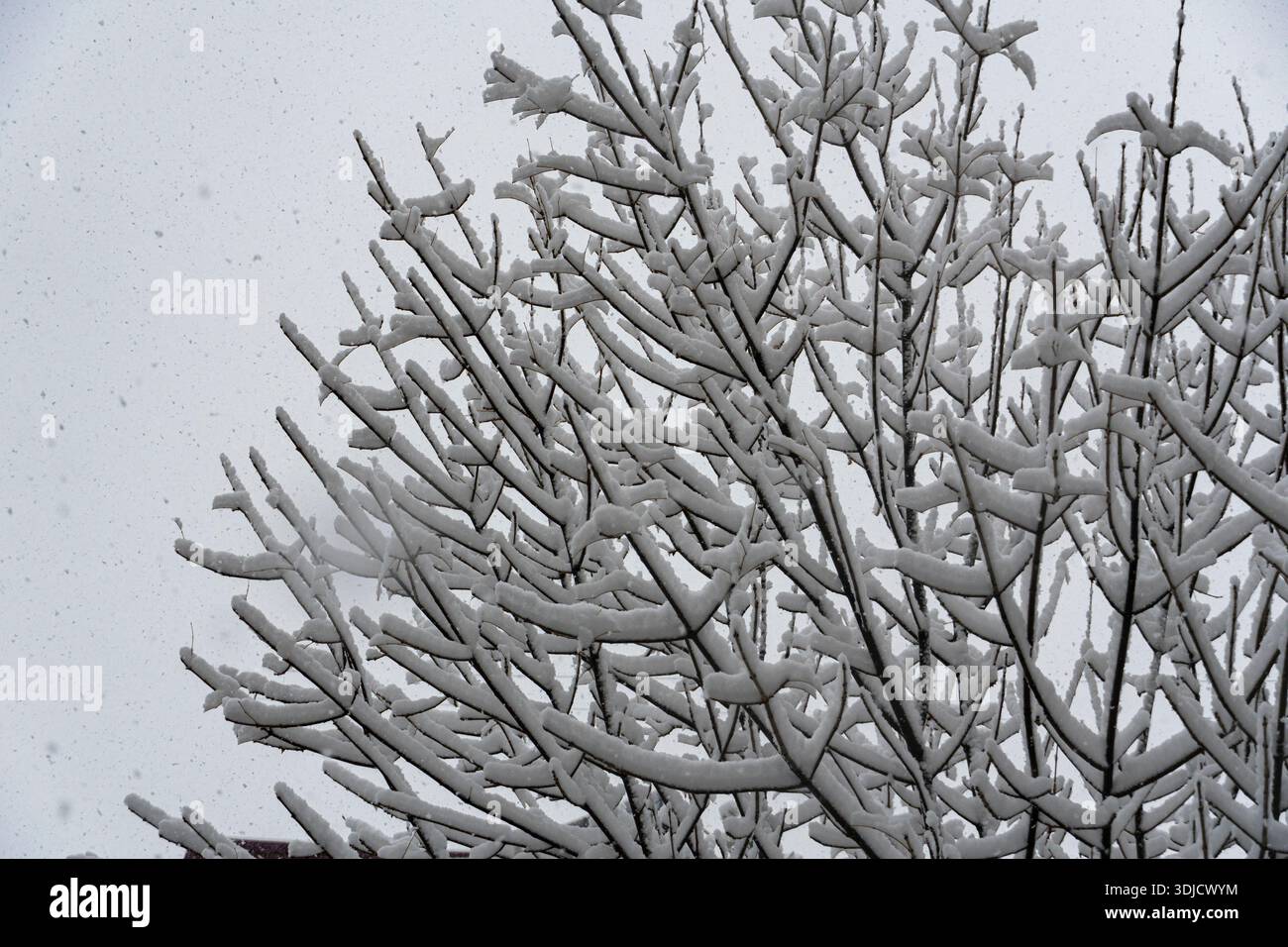 Snow-covered tree branches during winter snowfall. Natural cold season ...