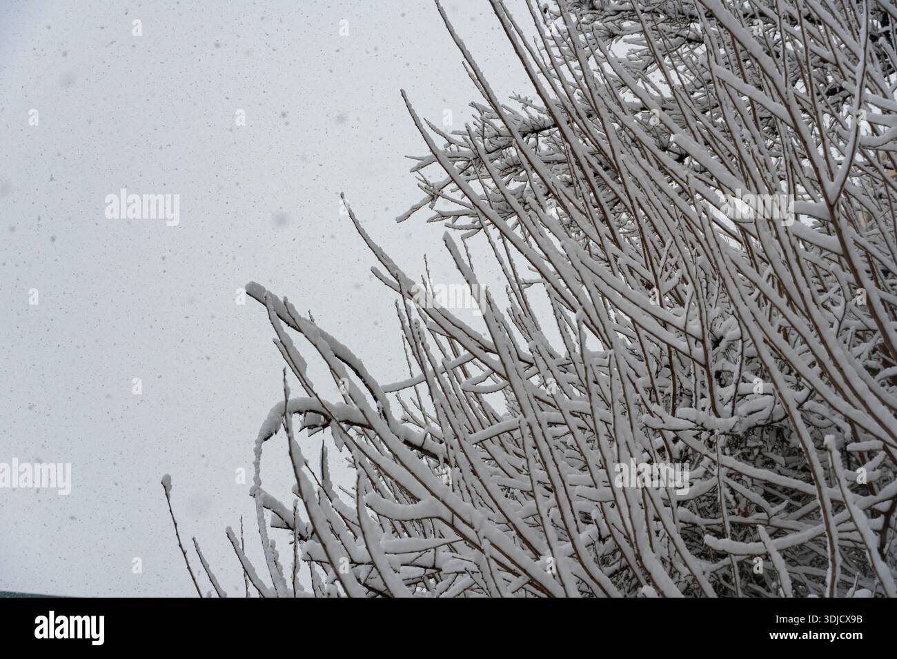 Snow-covered tree branches during winter snowfall. Natural cold season ...
