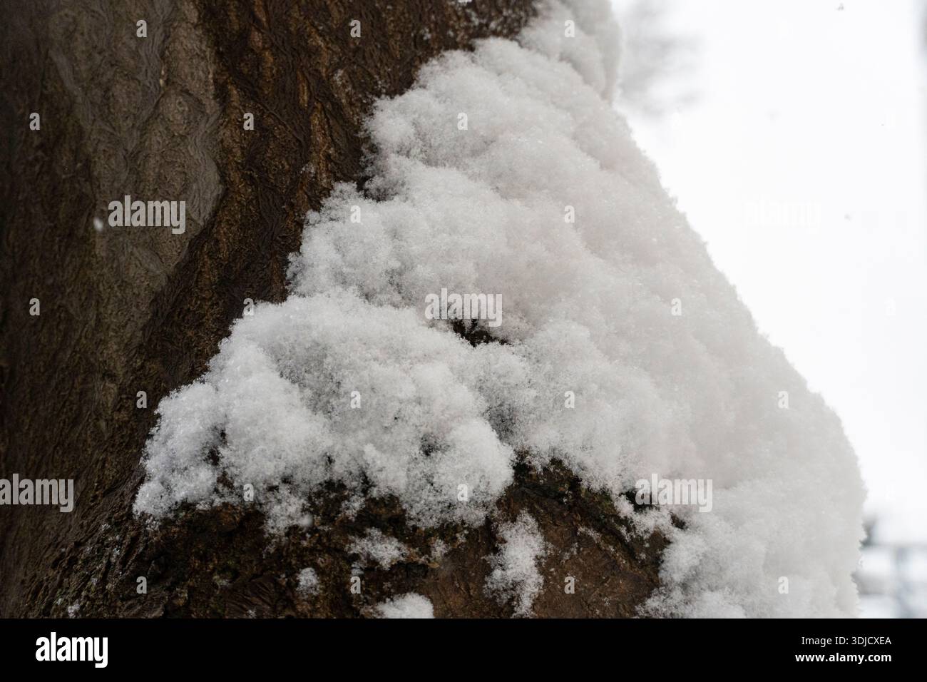 Close-up of a tree trunk partially blanketed in fluffy snow ...