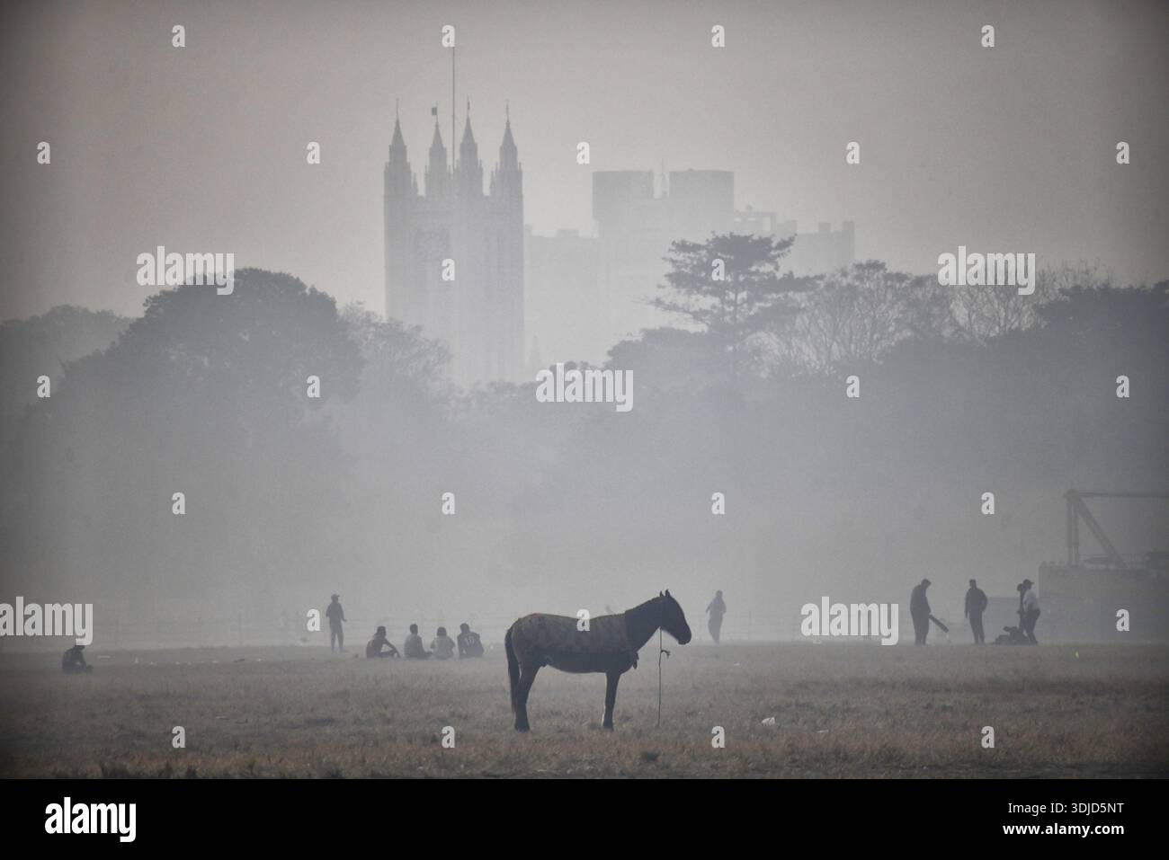 A mule seen standing idle into deep fog on a winter morning at Maidan ...