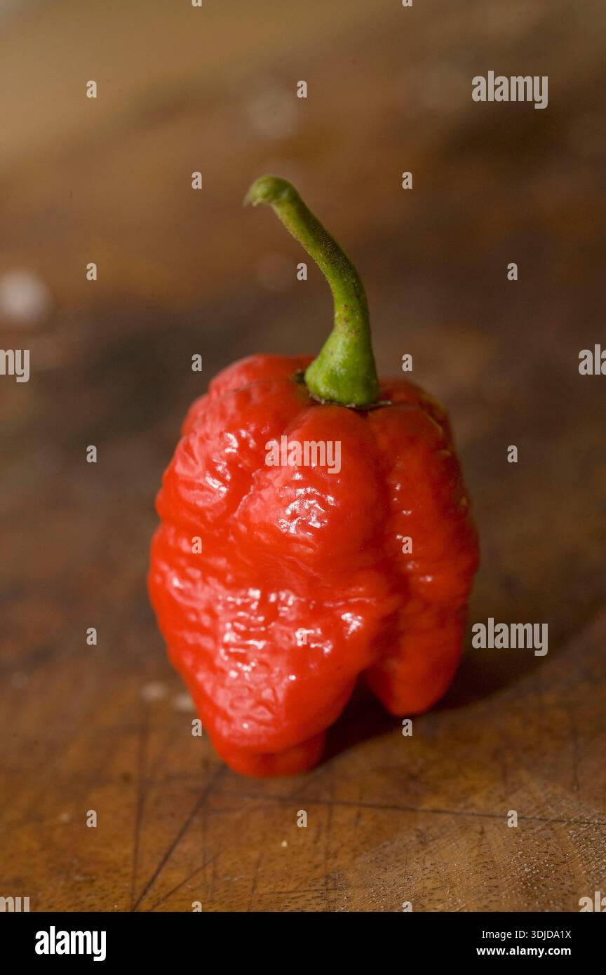Nick & Zoe Wood with their 'Infinity Pepper' - officially the world's ...