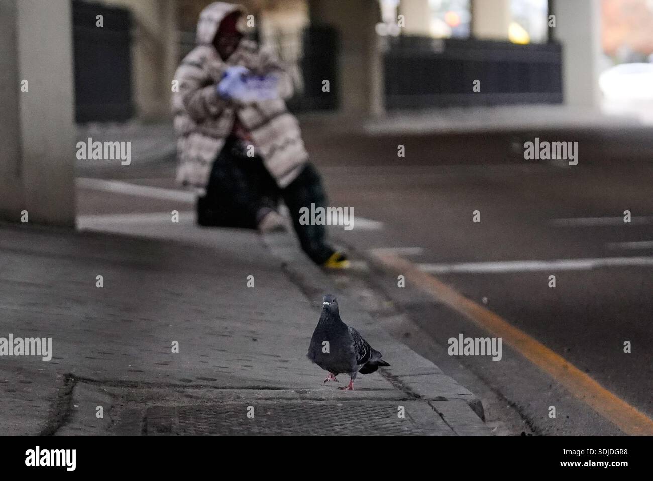 A pigeon forages nearby as Victor Tate, who described himself as ...