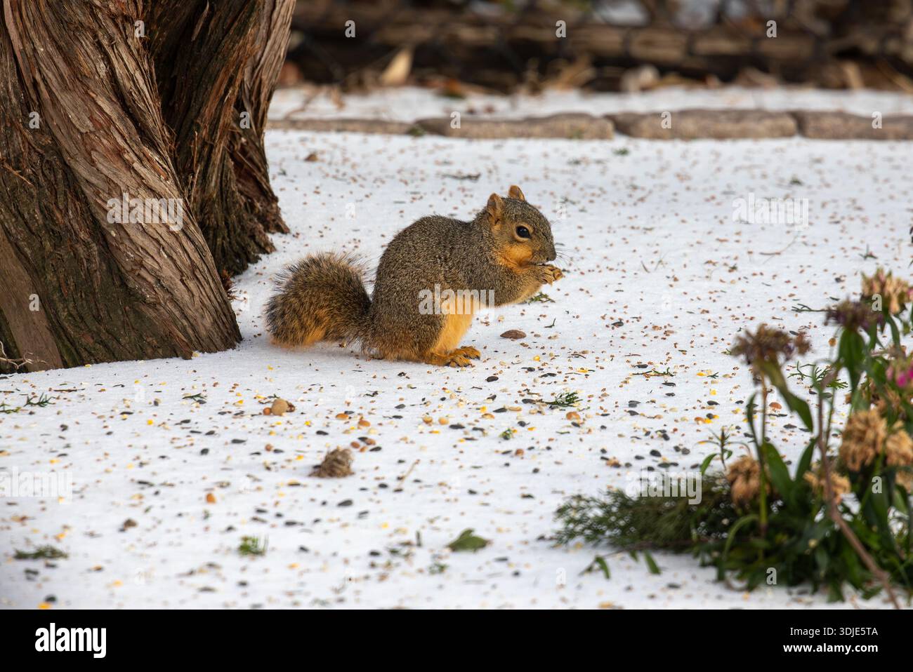 2026 winter storm hi-res stock photography and images - Alamy
