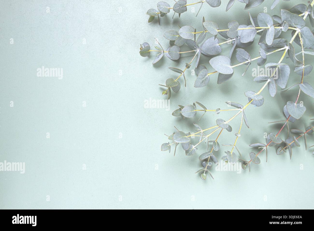 Eucalyptus branch, on a pale green background, top view, wallpaper ...