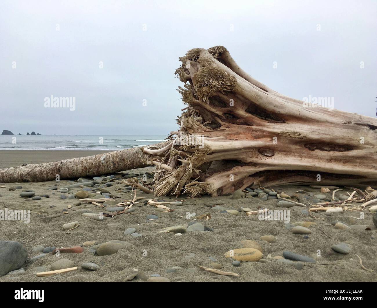 Boneyard for amazing driftwood at First Beach, La Push, Quileute ...