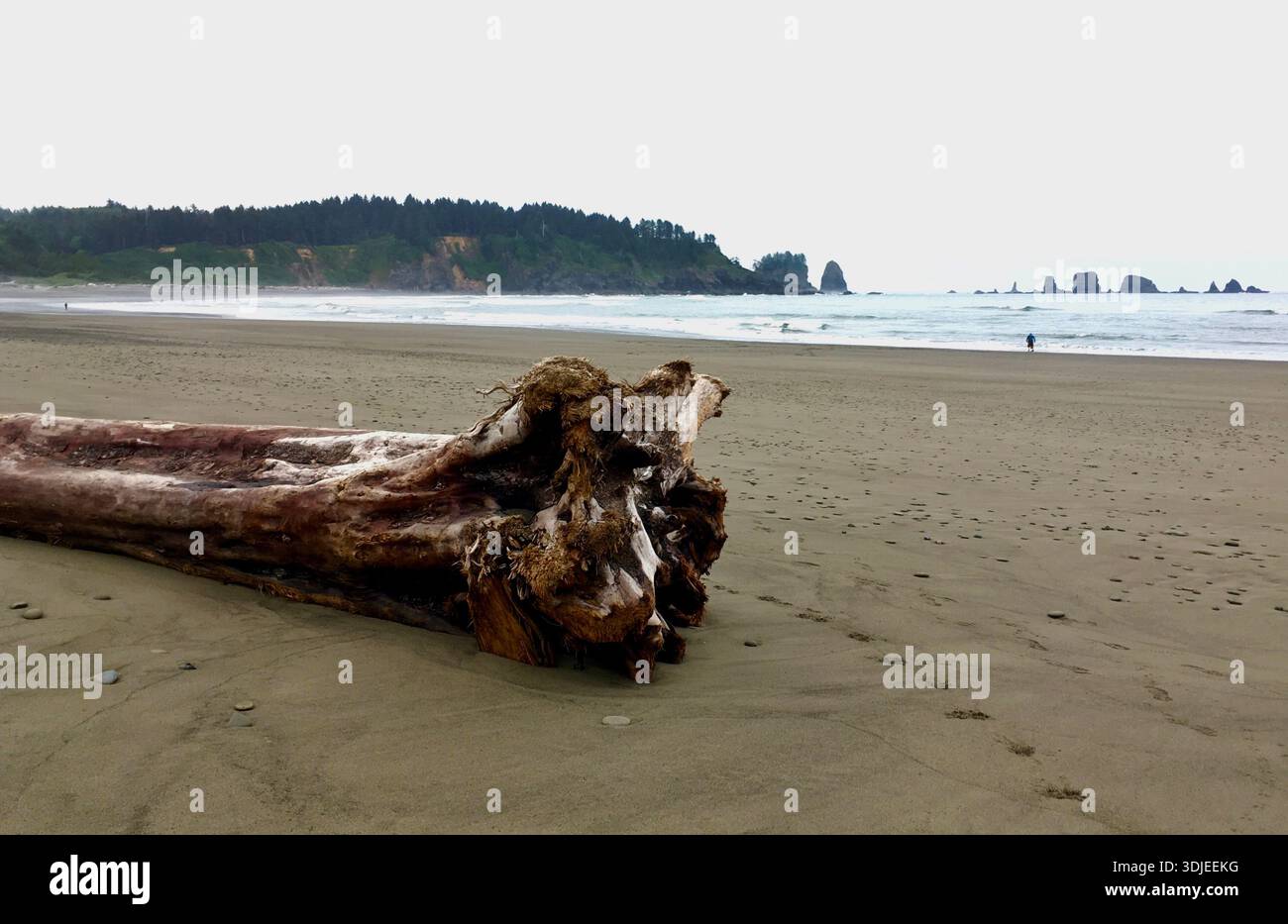 Boneyard for amazing driftwood at First Beach, La Push, Quileute ...