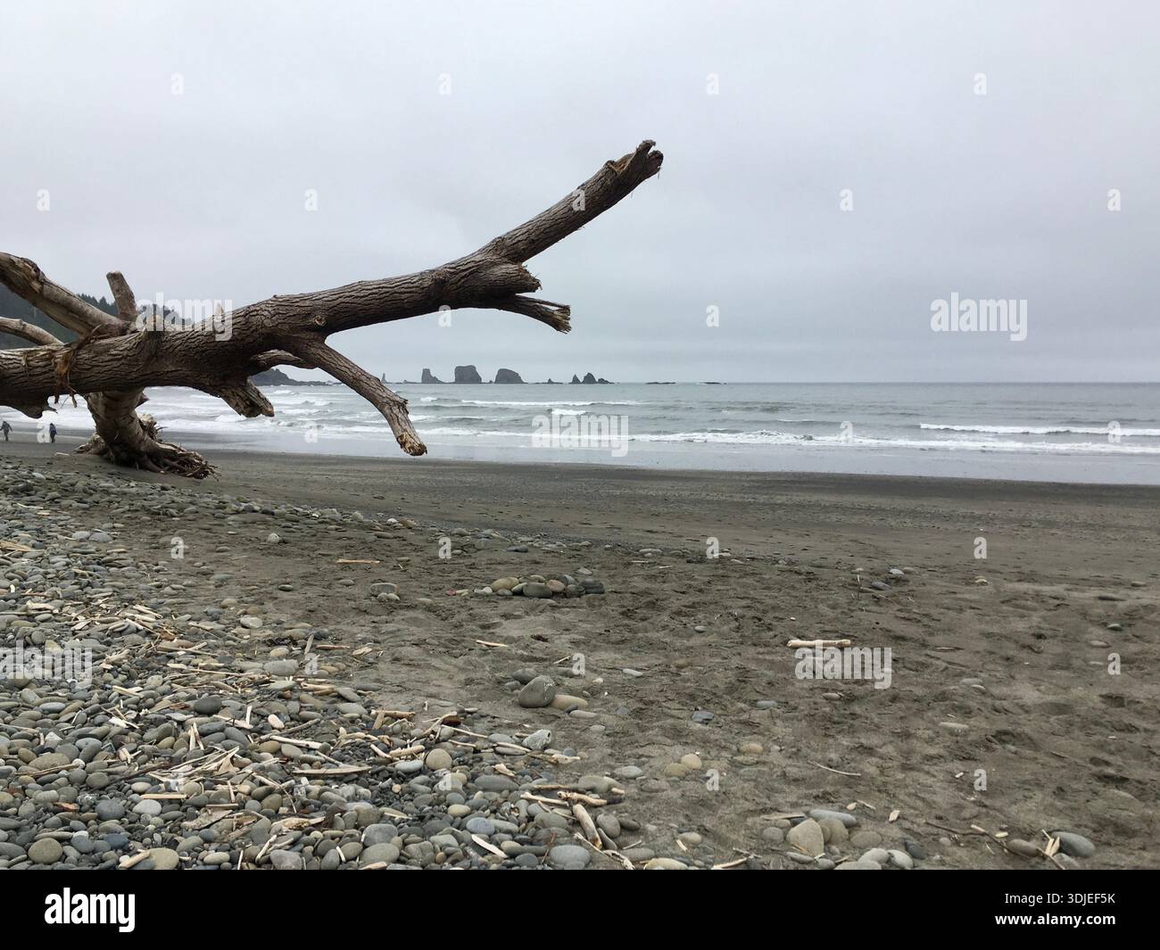 Boneyard for amazing driftwood at First Beach, La Push, Quileute ...