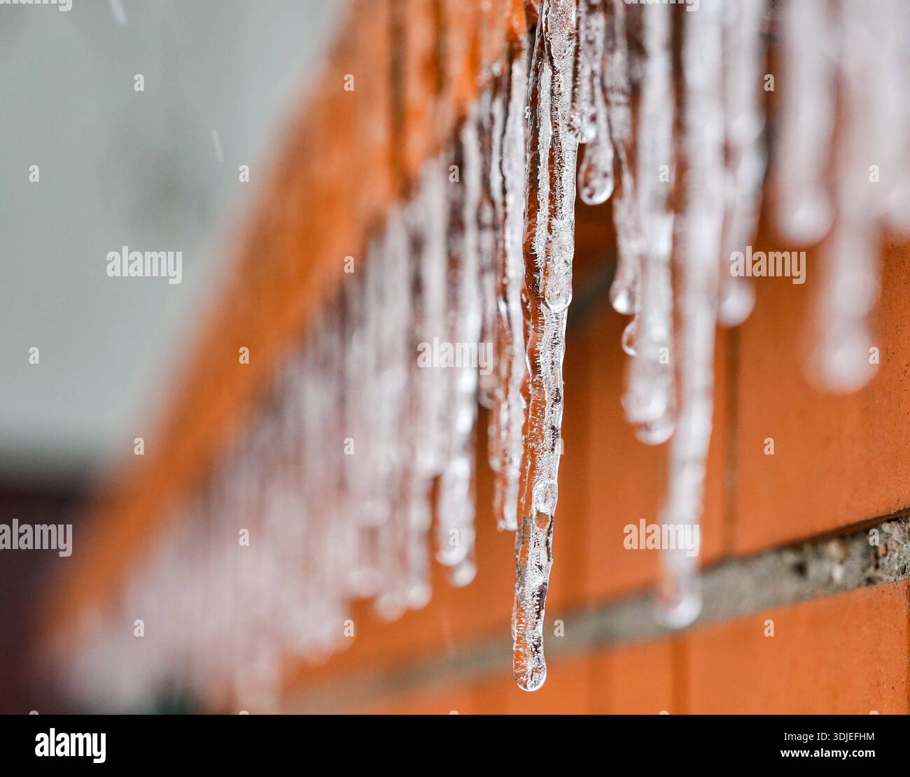 26 January 2026, Brandenburg, Oranienburg: Icicles hang from the ...