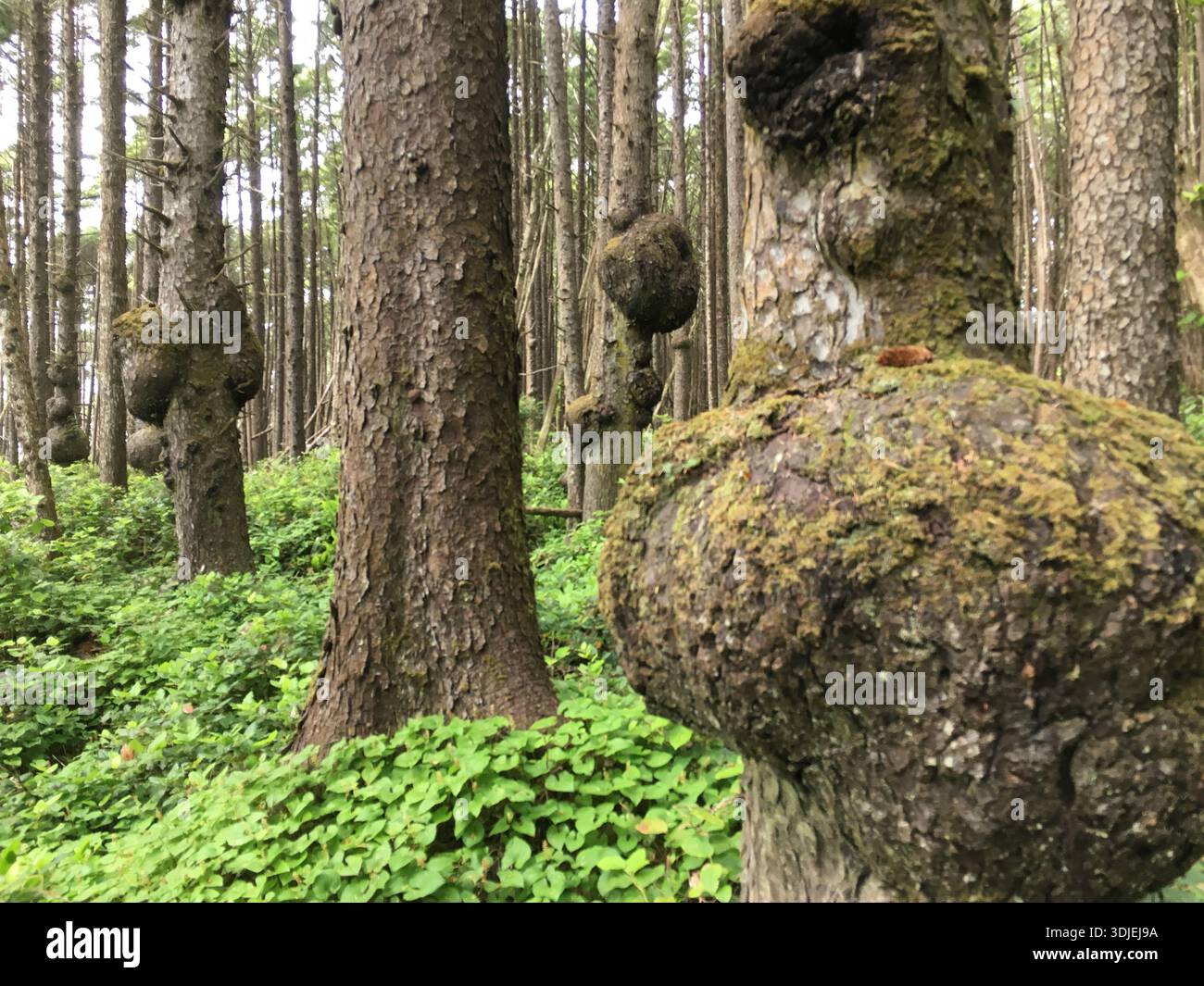 Strange, knobbly, or bulbous lumps on tree trunks and branches are most ...